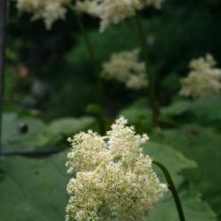 Astilboides tabularis - Tafelblad | De Tuinen van Appeltern