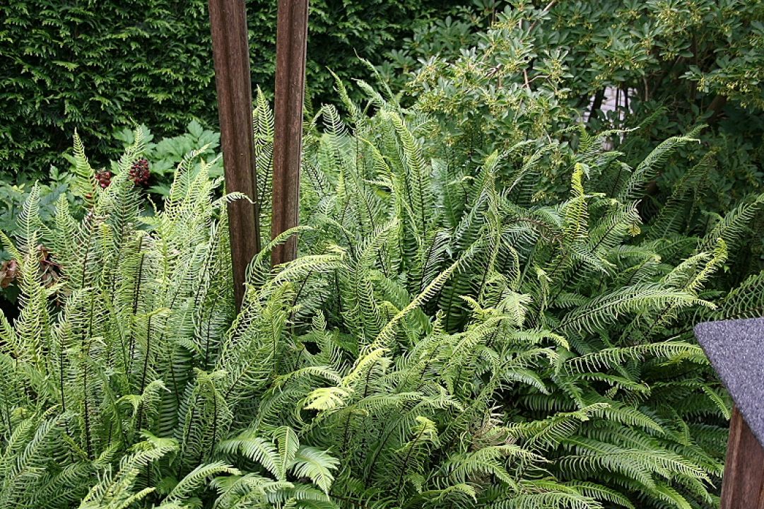 Blechnum spicant - Dubbelloof | De Tuinen van Appeltern