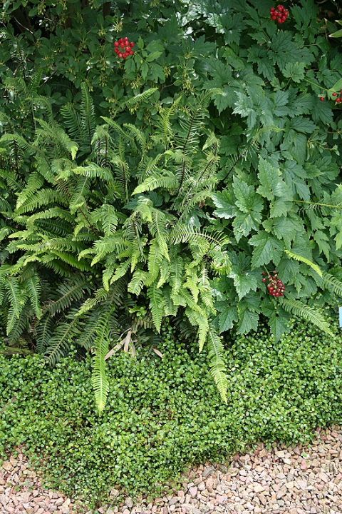 Blechnum spicant - Dubbelloof | De Tuinen van Appeltern
