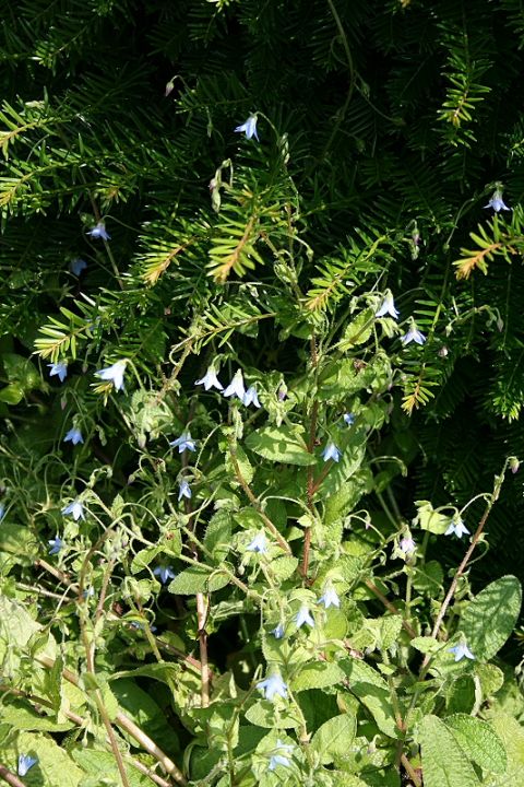 Borago pygmaea - Komkommerkruid, bernagie | De Tuinen van Appeltern