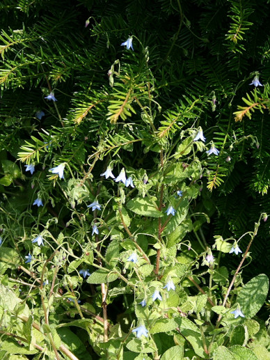 Borago pygmaea - Komkommerkruid, bernagie | De Tuinen van Appeltern