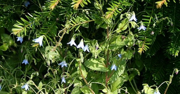 Borago pygmaea - Komkommerkruid, bernagie | De Tuinen van Appeltern