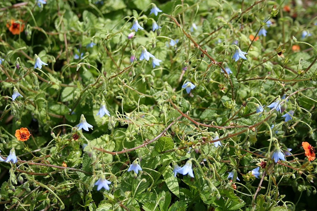 Borago pygmaea - Komkommerkruid, bernagie | De Tuinen van Appeltern