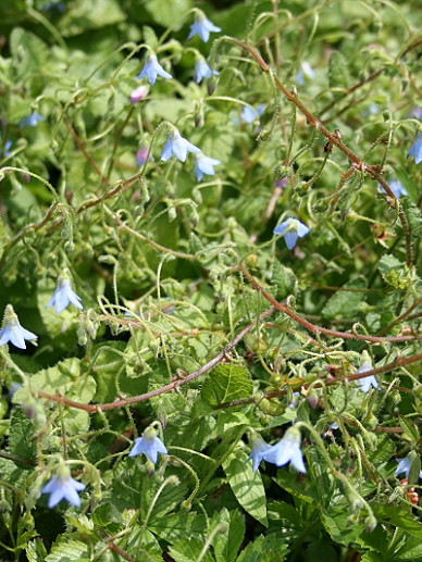 Borago pygmaea - Komkommerkruid, bernagie | De Tuinen van Appeltern