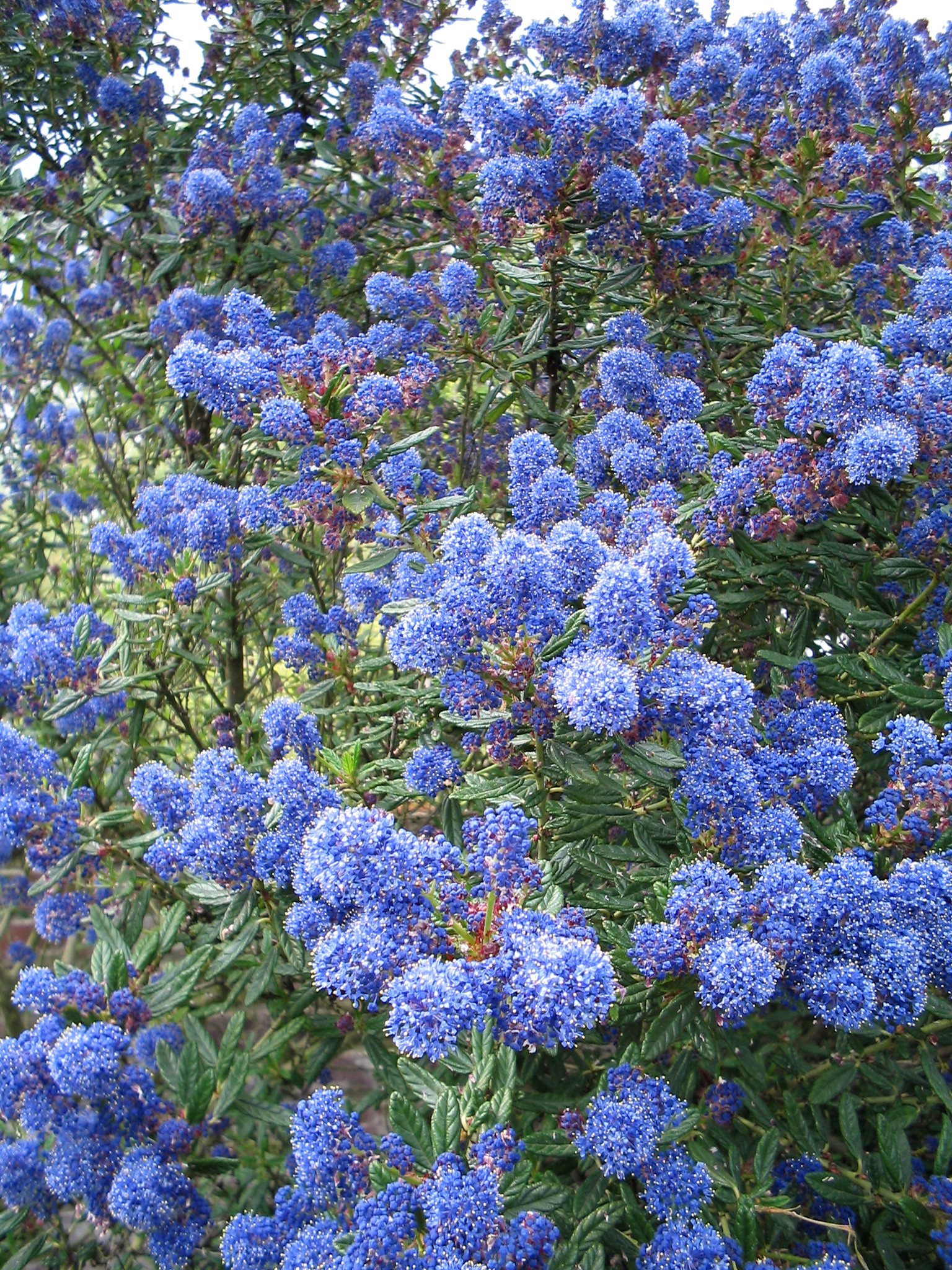 Ceanothus 'Concha' - Amerikaanse sering - De Tuinen van Appeltern