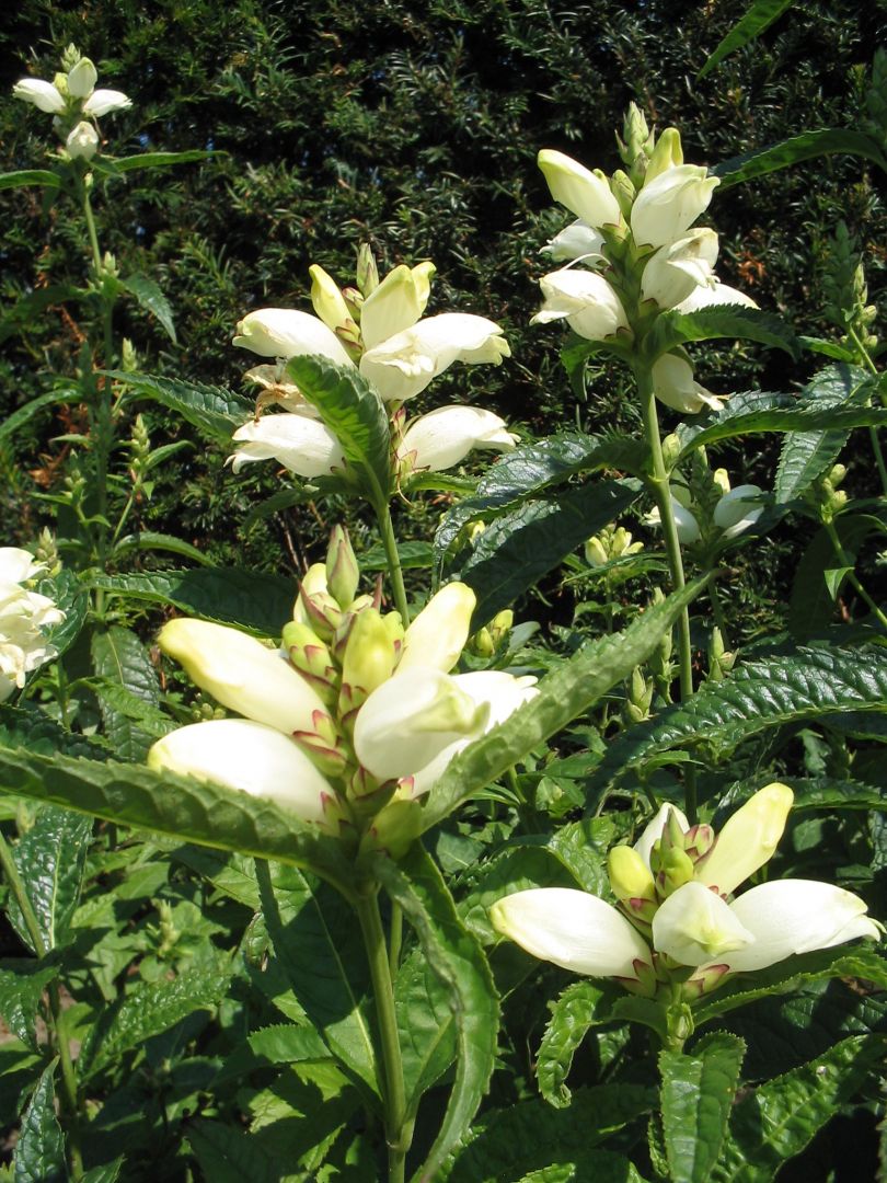 Chelone obliqua 'Alba' - Schilpadbloem | De Tuinen van Appeltern