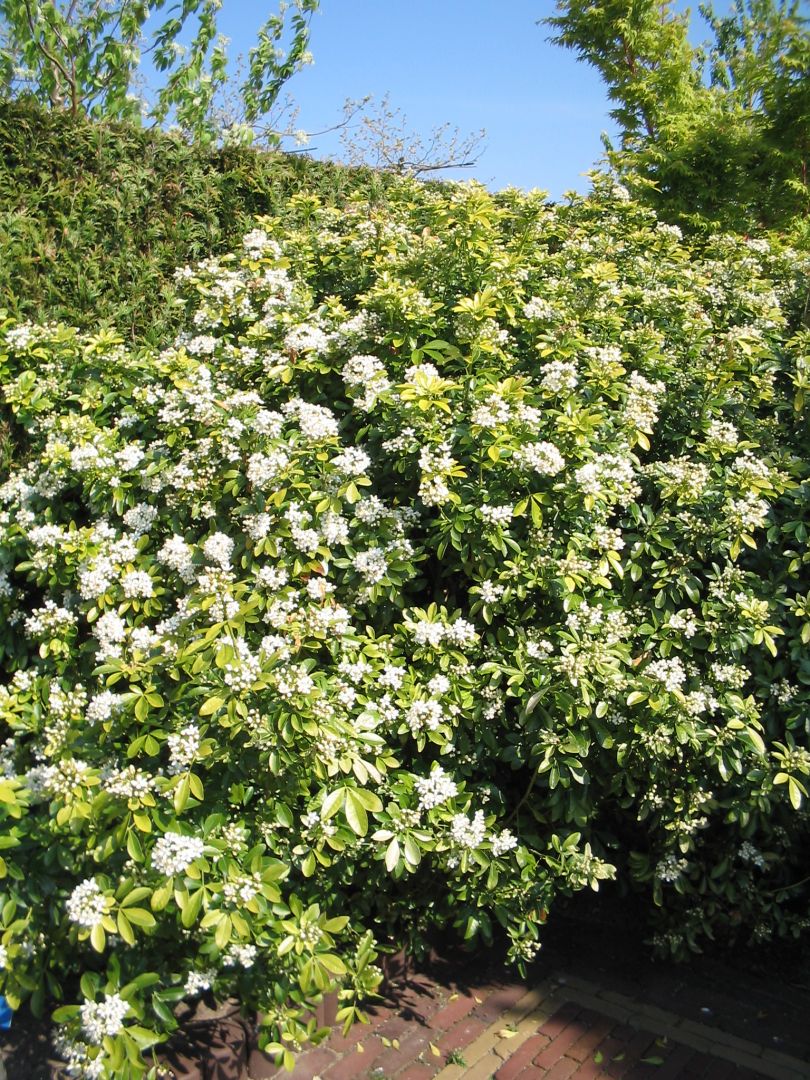 Choisya ternata - / | De Tuinen van Appeltern
