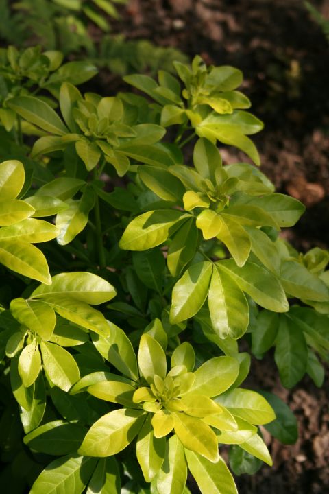 Choisya ternata 'Lich' - / | De Tuinen van Appeltern