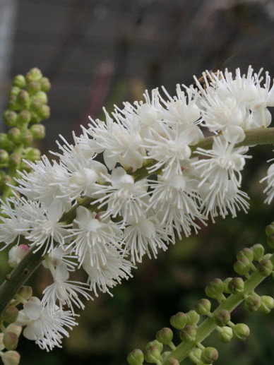 Cimicifuga simplex 'White Pearl' - Zilverkaars | De Tuinen van Appeltern