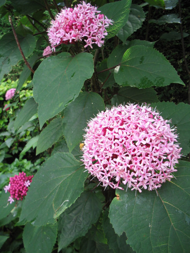 Clerodendrum bungei - Kansenboom, pindakaasstruik | De Tuinen van Appeltern