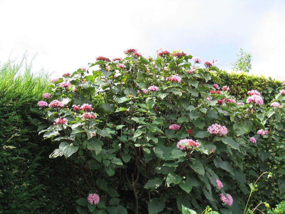 Clerodendrum bungei - Kansenboom, pindakaasstruik | De Tuinen van Appeltern