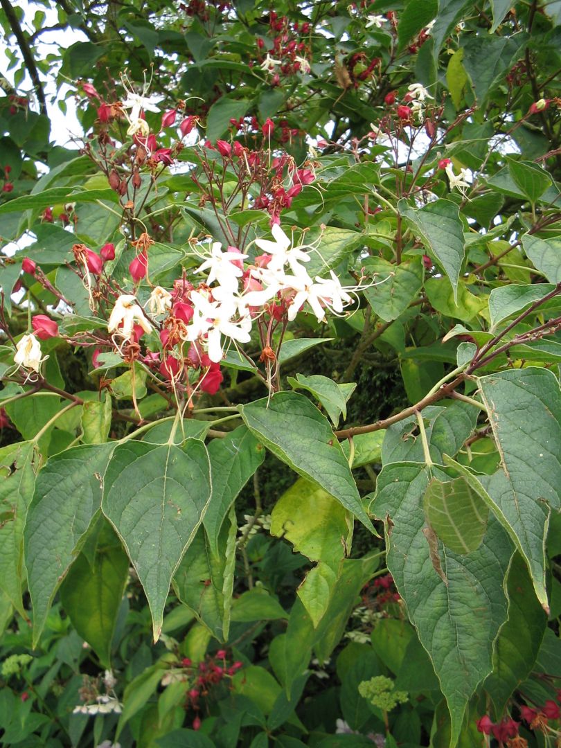Clerodendrum trichotomum - Kansenboom, pindakaasboom | De Tuinen van ...