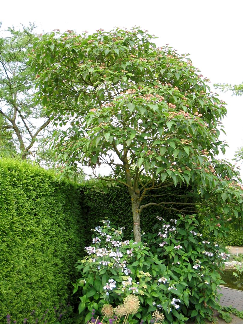 Clerodendrum trichotomum - Kansenboom, pindakaasboom | De Tuinen van ...