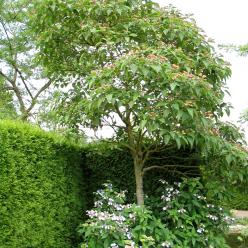 Clerodendrum trichotomum - Kansenboom, pindakaasboom | De Tuinen van ...