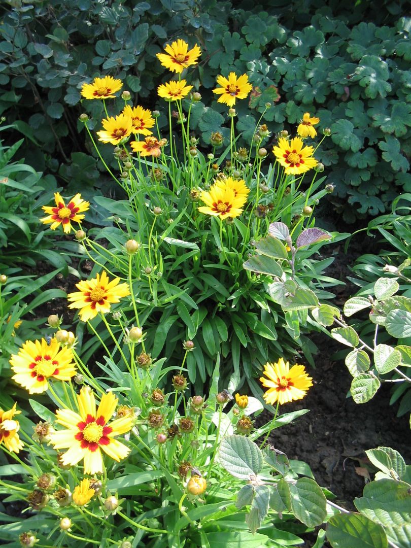 Coreopsis lanceolata 'Sterntaler' - Meisjesogen | De Tuinen van Appeltern