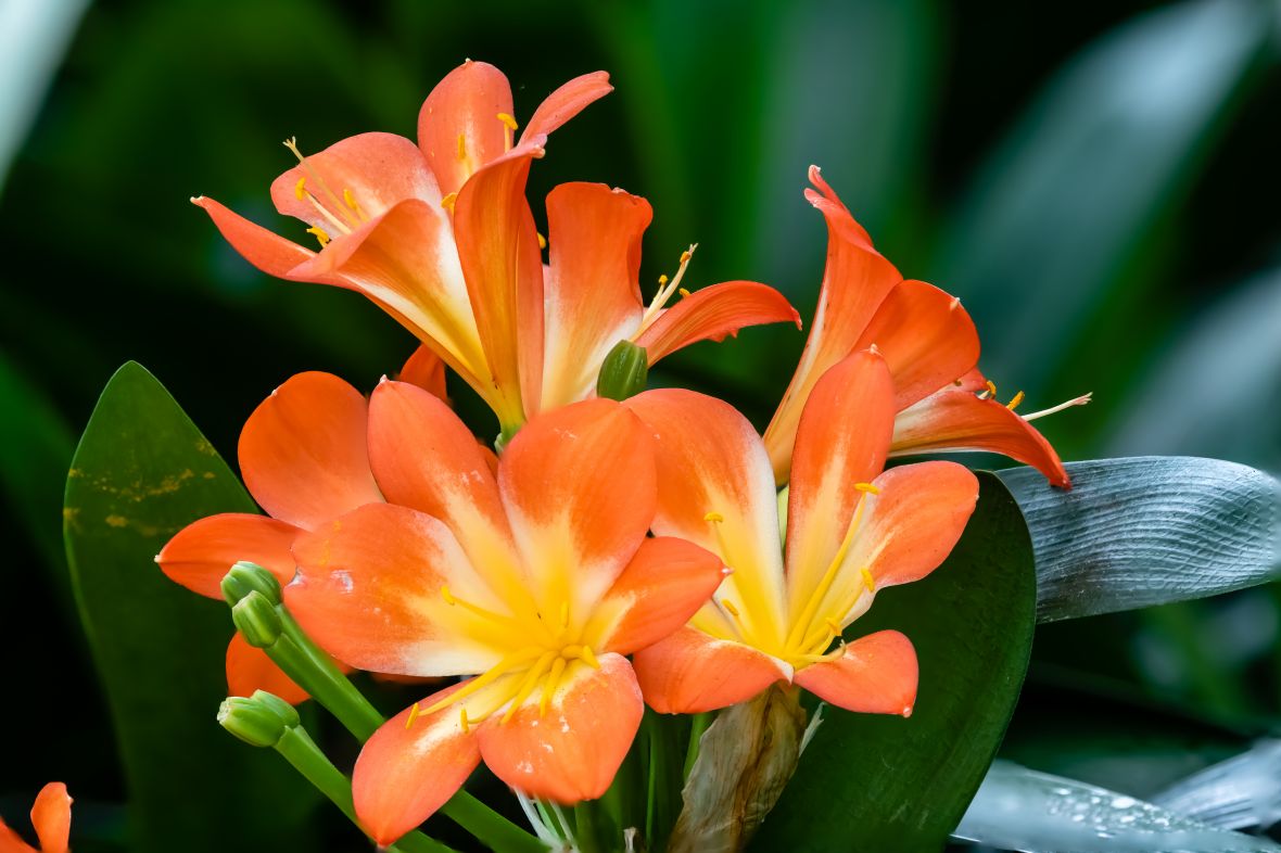 Hoe moet je een Clivia verzorgen? | De Tuinen van Appeltern