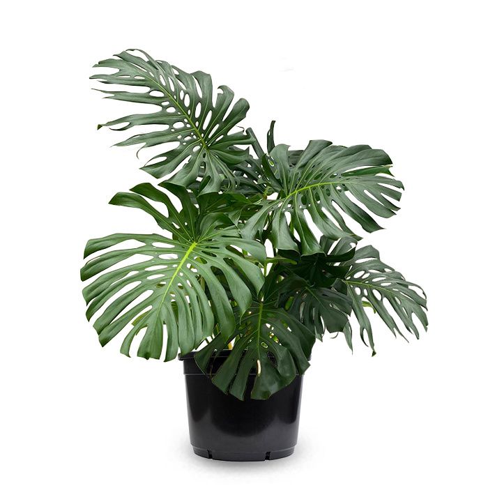 Monstera Gatenplant XXL | De Tuinen van Appeltern