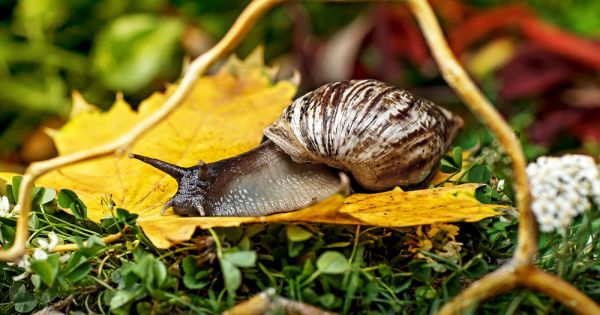 Slakken voorkomen, tegengaan en bestrijden | De Tuinen van Appeltern