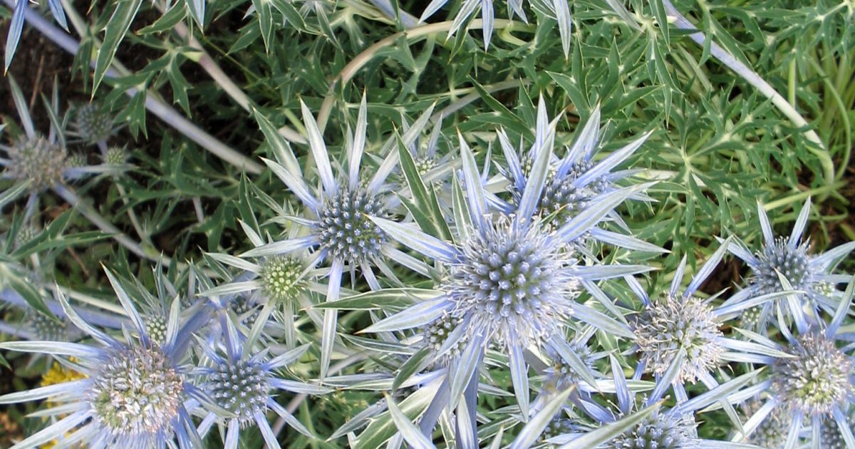 Eryngium bourgatii - Blauwe distel, kruisdistel | De Tuinen van Appeltern