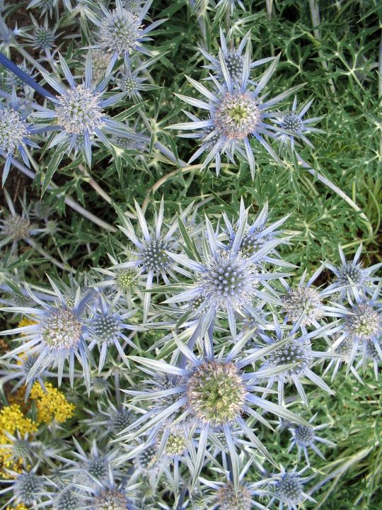 Eryngium bourgatii - Blauwe distel, kruisdistel | De Tuinen van Appeltern