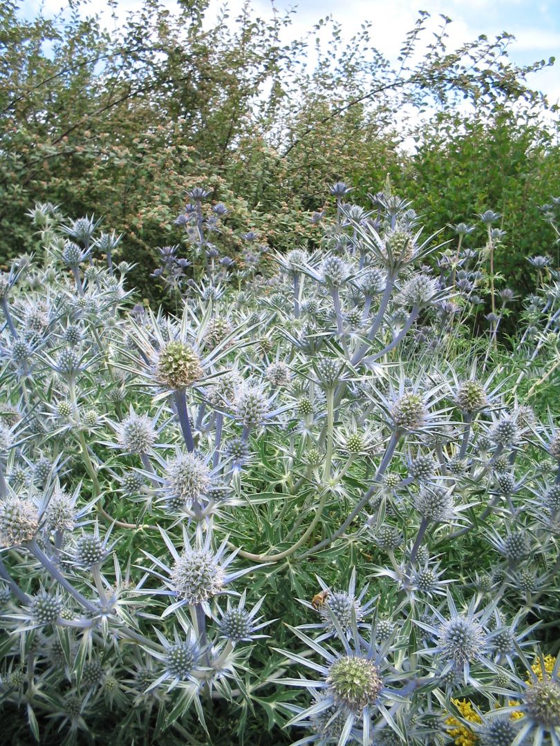 Eryngium bourgatii - Blauwe distel, kruisdistel | De Tuinen van Appeltern