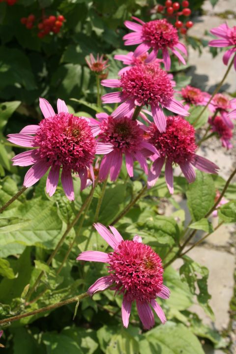 Echinacea purpurea 'Razzmatazz' - Zonnehoed | De Tuinen van Appeltern
