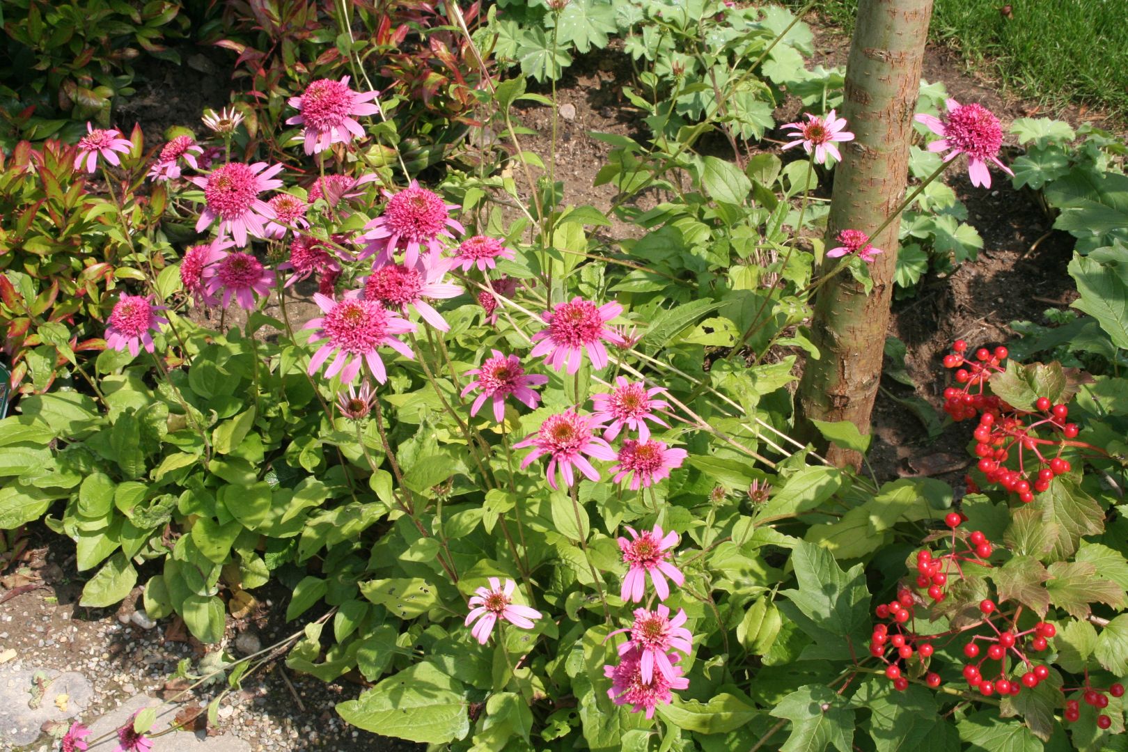 Echinacea purpurea 'Razzmatazz' - Zonnehoed | De Tuinen van Appeltern
