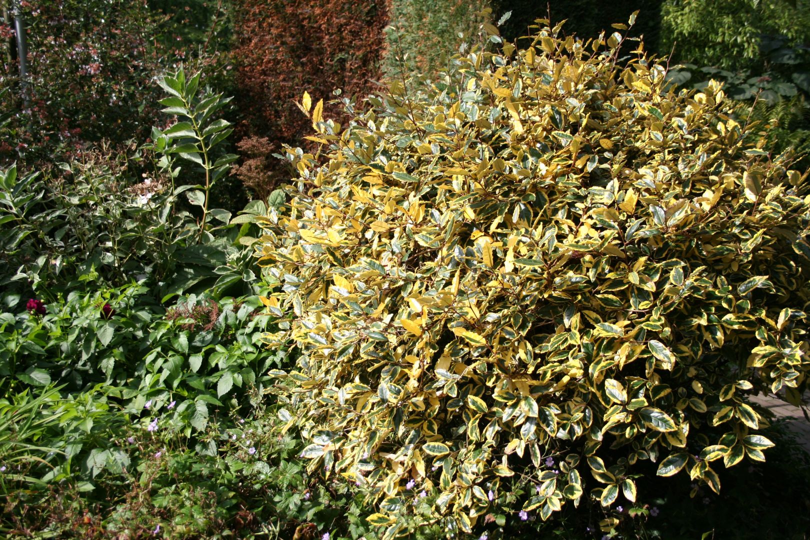 Elaeagnus ebbingei 'Gilt Edge' - Bontbladige olijfwilg | De Tuinen van ...