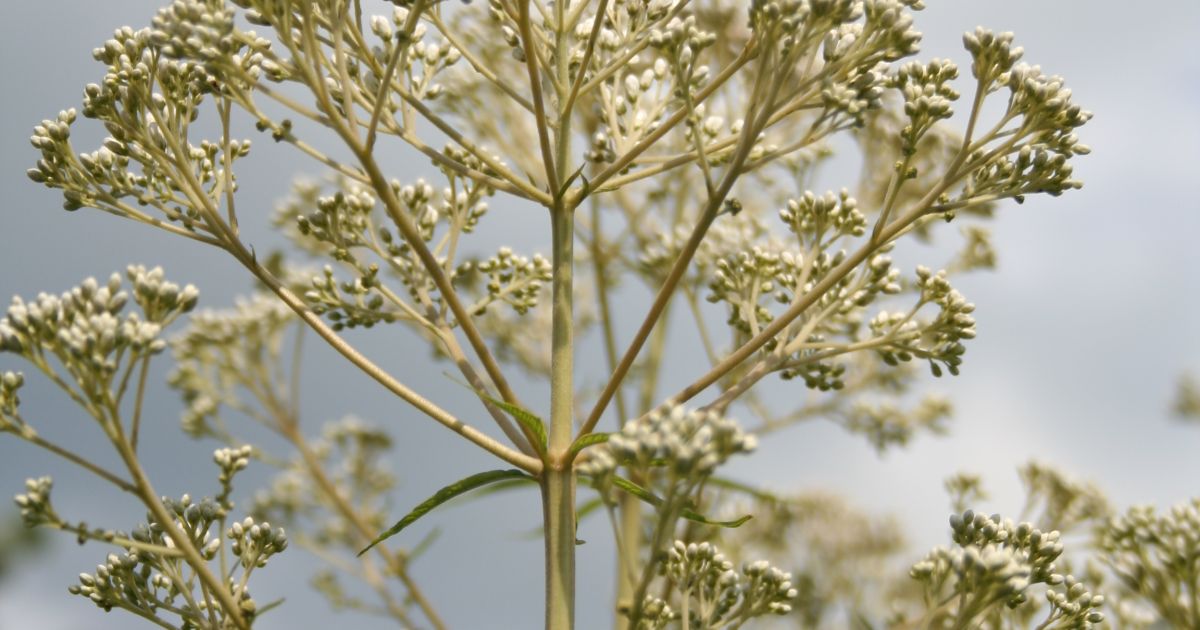 Eupatorium maculatum 'Album' - Koninginnekruid | De Tuinen van Appeltern