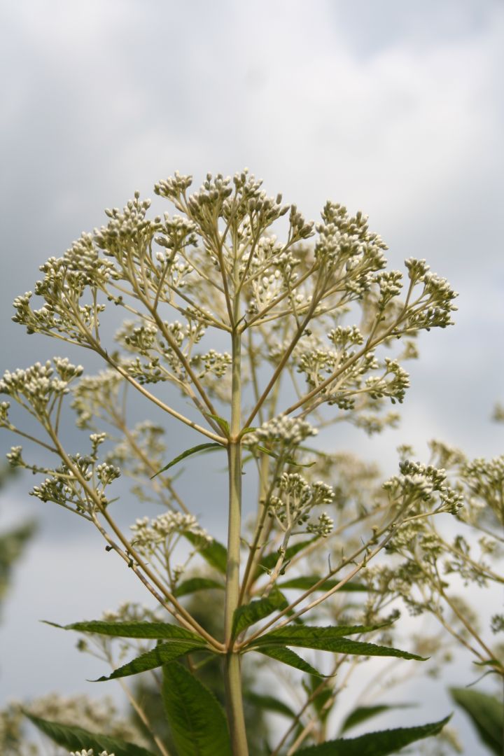 Eupatorium maculatum 'Album' - Koninginnekruid | De Tuinen van Appeltern