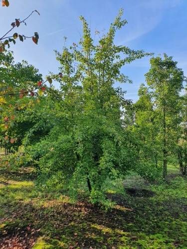 Pyrus pyrifolia (Nashipeer) | De Tuinen van Appeltern