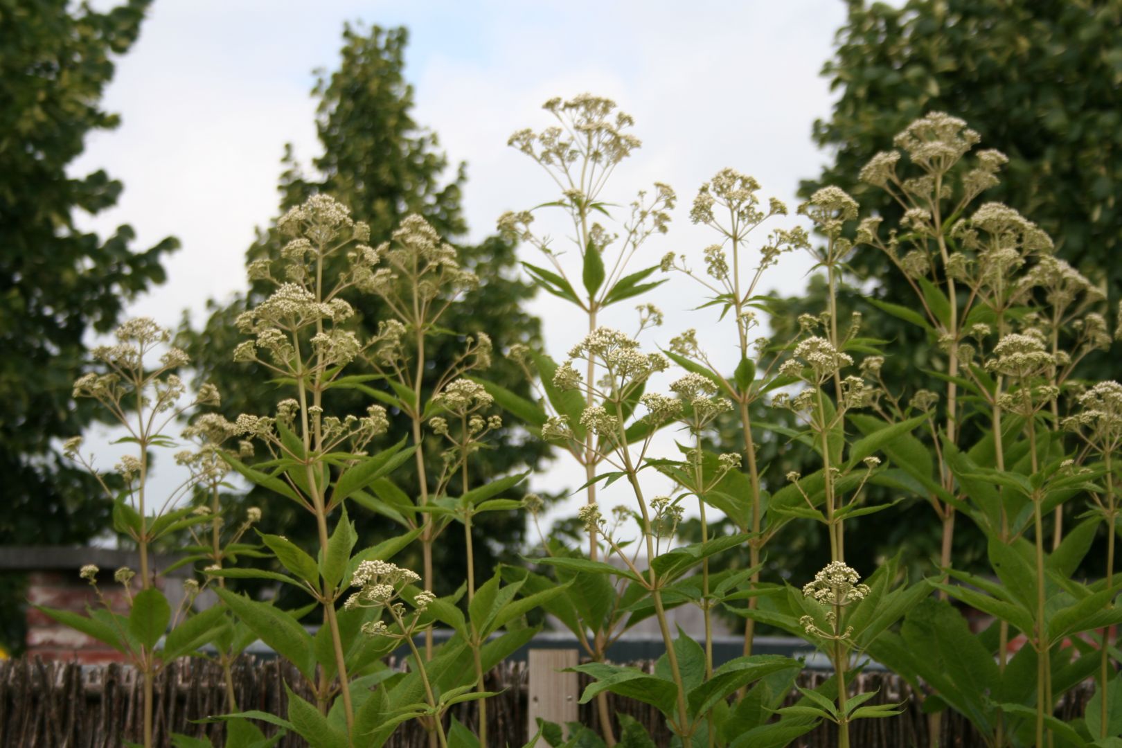 Eupatorium maculatum 'Album' - Koninginnekruid | De Tuinen van Appeltern