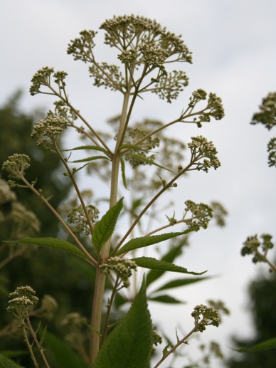 Eupatorium maculatum 'Album' - Koninginnekruid | De Tuinen van Appeltern