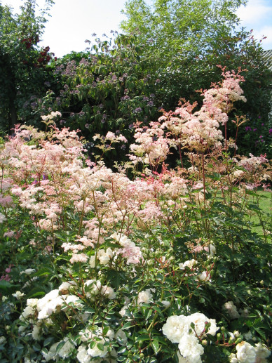 Filipendula palmata 'Nana' - Moerasspirea | De Tuinen van Appeltern
