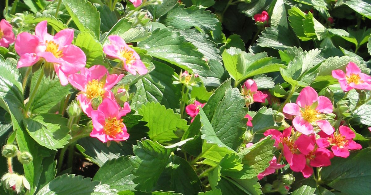 Fragaria 'Pink Panda' - Aardbei | De Tuinen van Appeltern