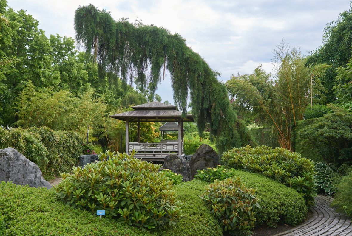 Grote bomen en struiken kiezen en kopen | De Tuinen van Appeltern