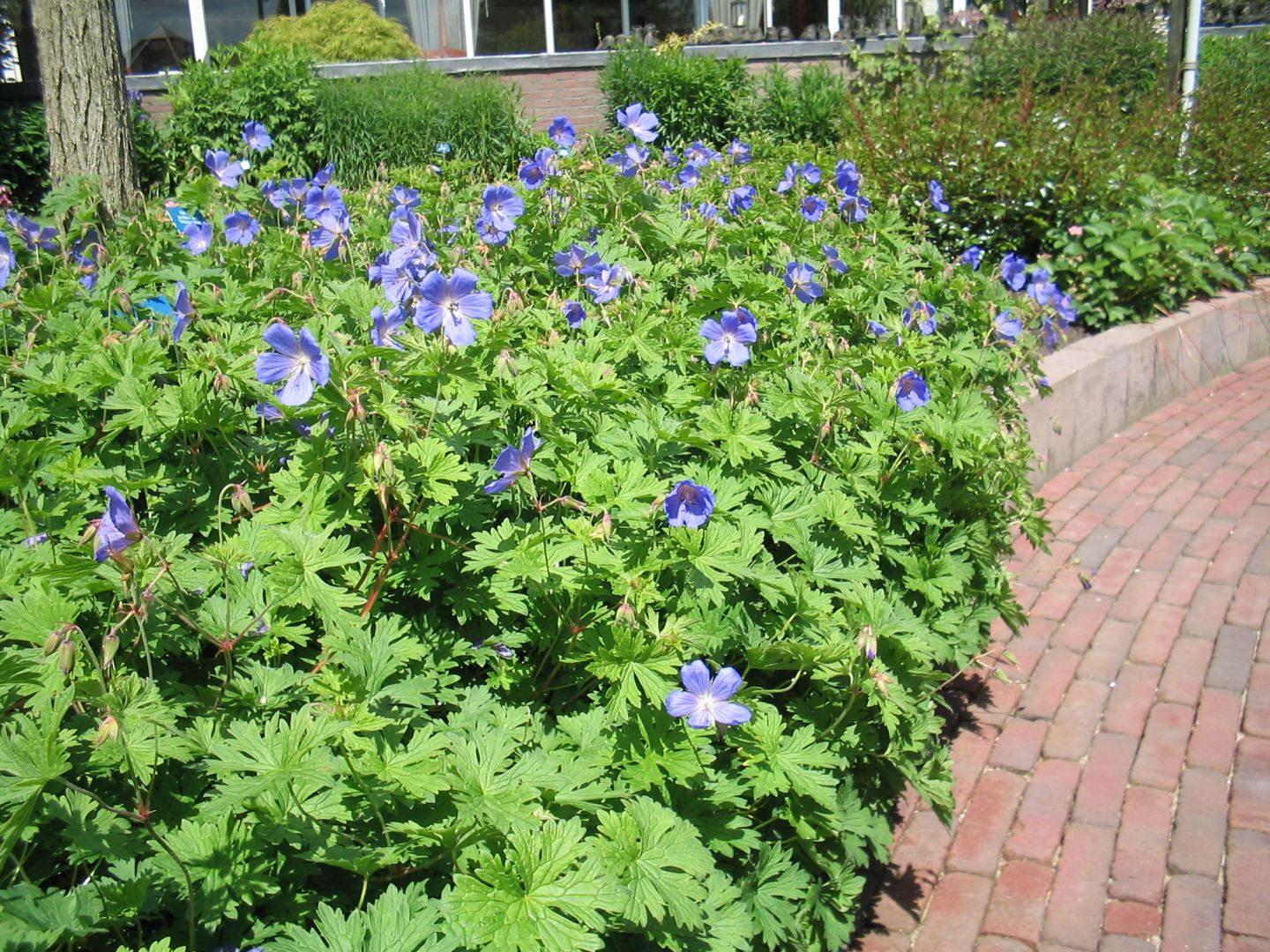Geranium 'Johnson's Blue' - Ooievaarsbek | De Tuinen van Appeltern