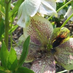 Helleborus orientalis subsp. guttatus - Kerstroos, Nieskruid | De ...