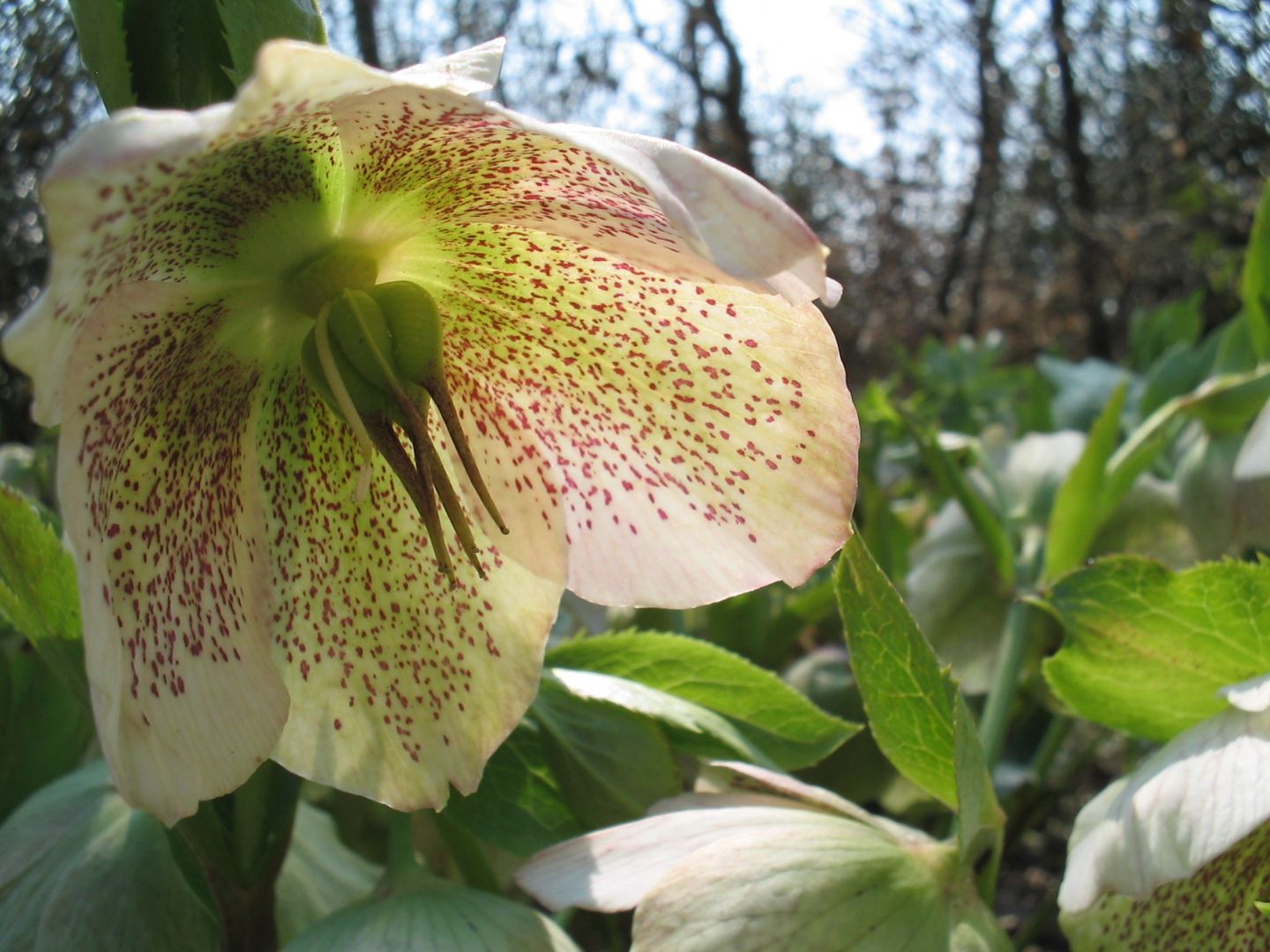 Helleborus orientalis subsp. guttatus - Kerstroos, Nieskruid | De ...