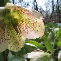 Helleborus orientalis subsp. guttatus - Kerstroos, Nieskruid | De ...