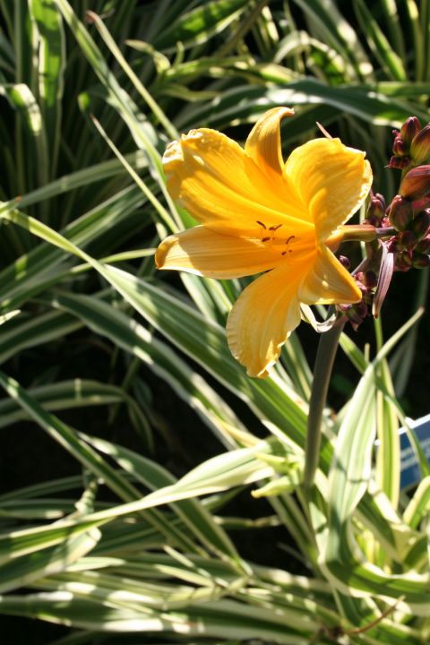 Hemerocallis 'Golden Zebra' - Daglelie | De Tuinen van Appeltern