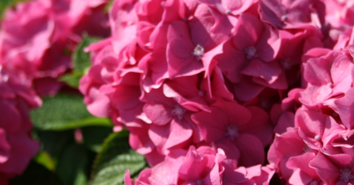 Hydrangea macrophylla 'Red Baron' - Tuinhortensia | De Tuinen van Appeltern