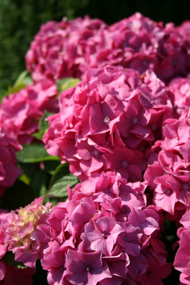 Hydrangea macrophylla 'Red Baron' - Tuinhortensia | De Tuinen van Appeltern