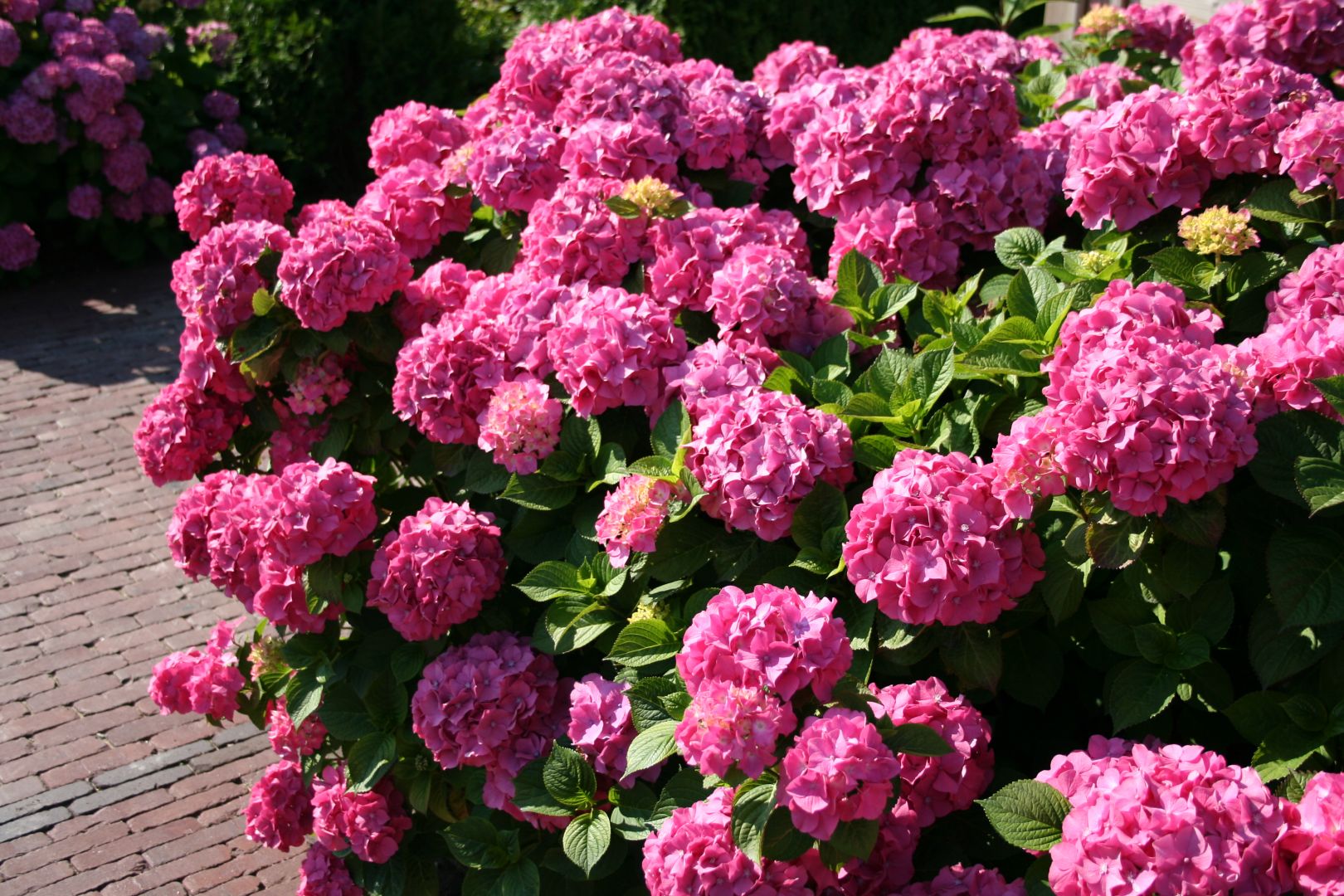Hydrangea macrophylla 'Red Baron' - Tuinhortensia | De Tuinen van Appeltern