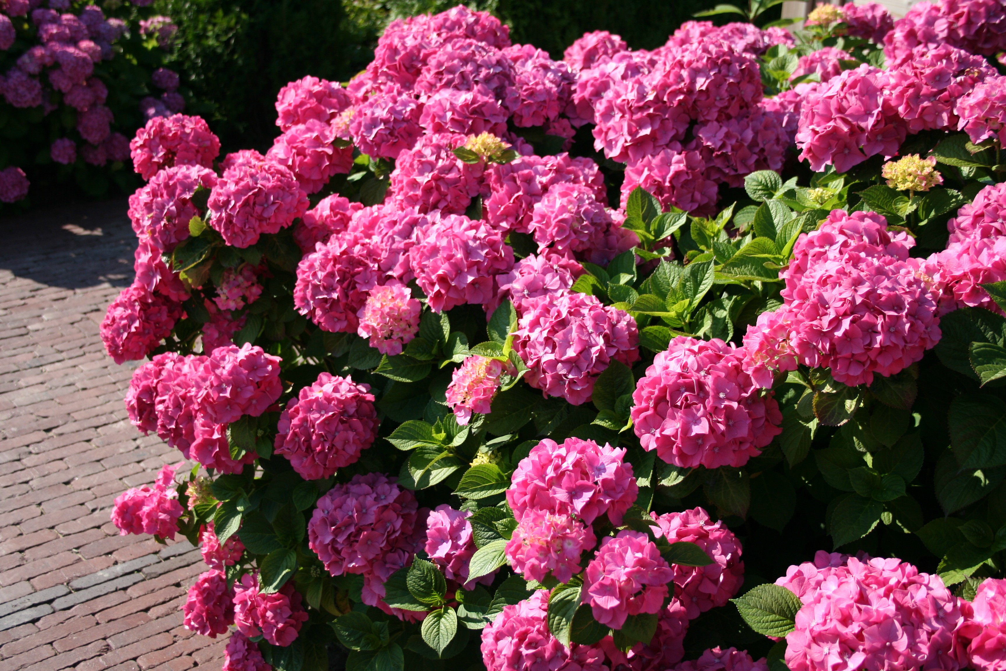 Hydrangea macrophylla 'Red Baron' - Tuinhortensia - De Tuinen van Appeltern