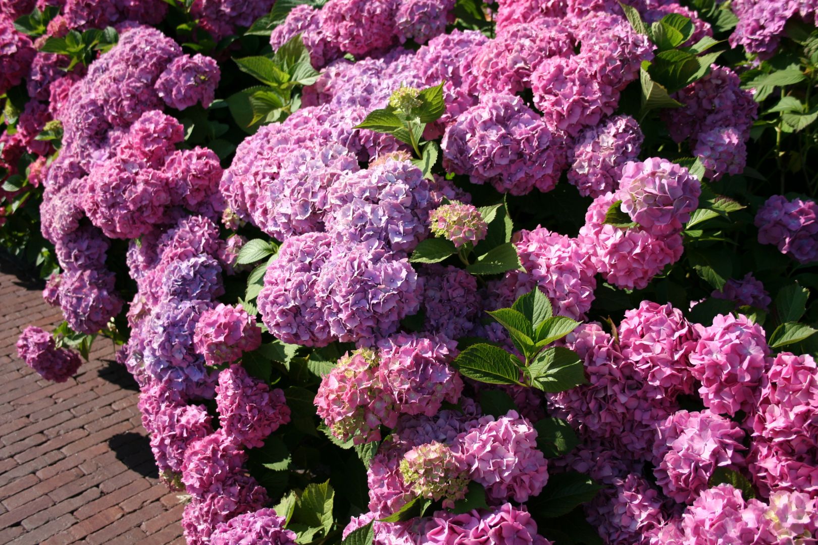 Hydrangea macrophylla 'Souvenir de Mme E Chautard' - Tuinhortensia | De ...