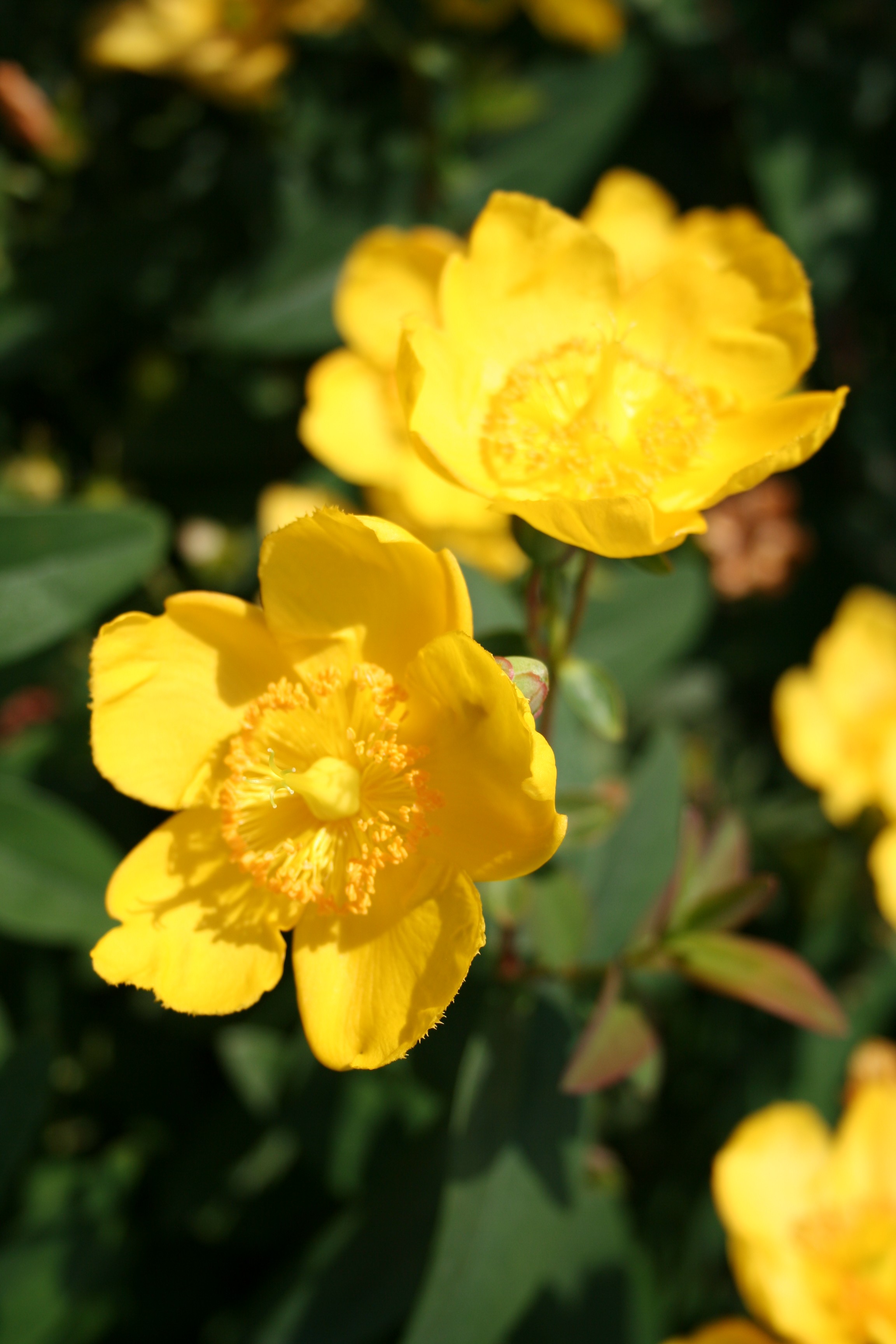 Hypericum calycinum - Hertshooi - De Tuinen van Appeltern