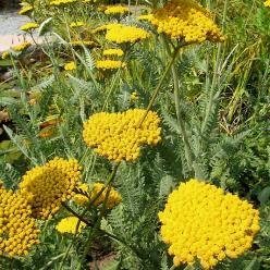 Achillea 'Coronation Gold' - Duizendblad | De Tuinen van Appeltern
