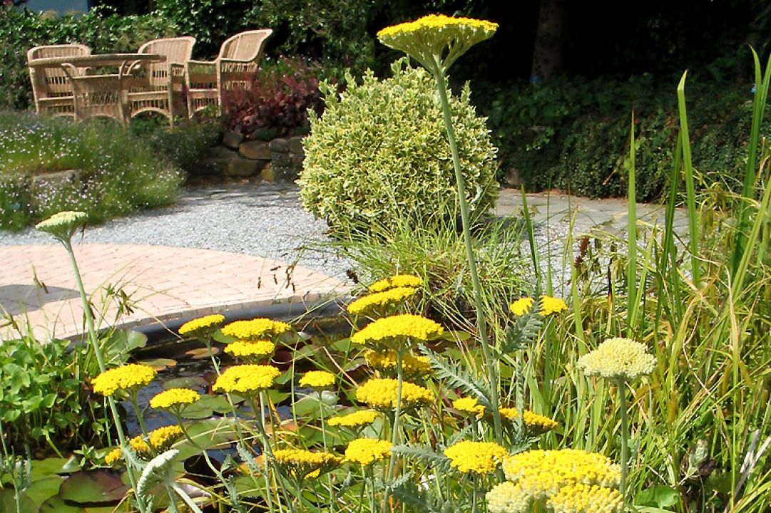 Achillea 'Coronation Gold' - Duizendblad | De Tuinen van Appeltern