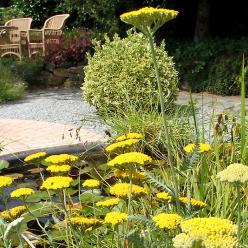 Achillea 'Coronation Gold' - Duizendblad | De Tuinen van Appeltern